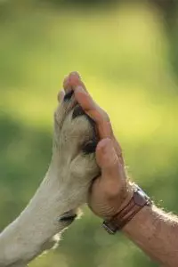 Vem behöver starta en hund?