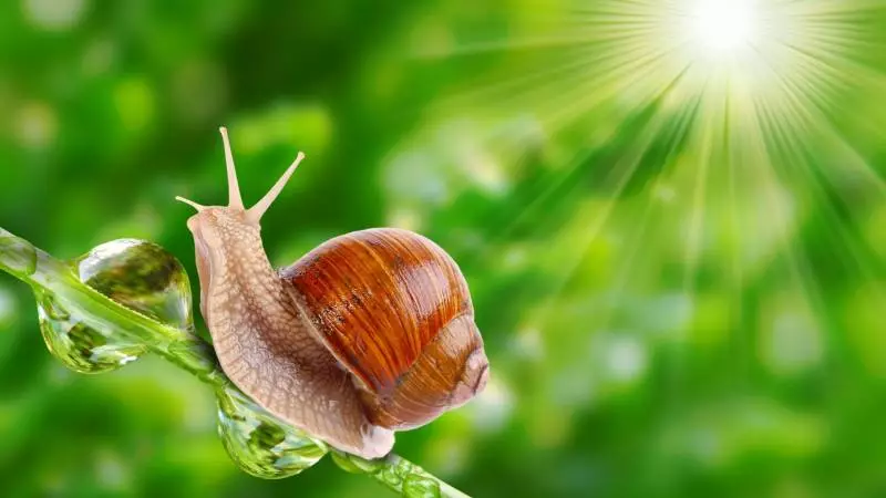 Kozmetîkên snail ên Koreyî. Cosmetîkên nediyar çi ye?