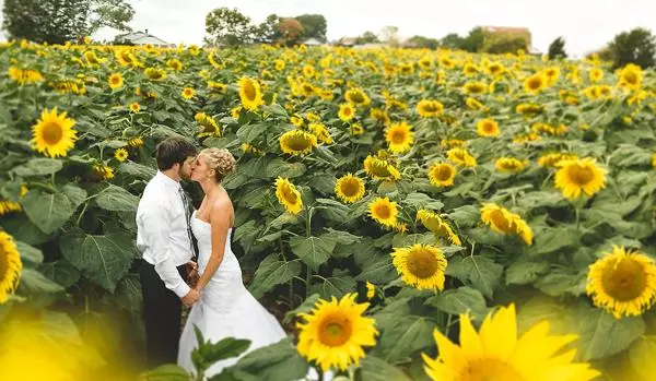 Nunta de floarea-soarelui. Floarea-soarelui ca o decorare de nunta