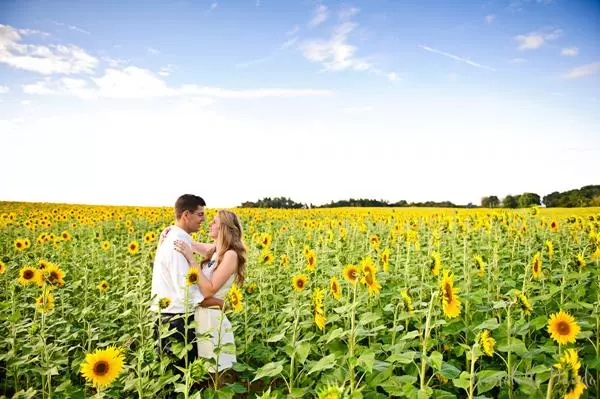 Nunta de floarea-soarelui. Floarea-soarelui ca o decorare de nunta