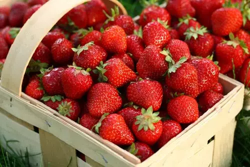 草莓。如何在商店或市場上選擇草莓？