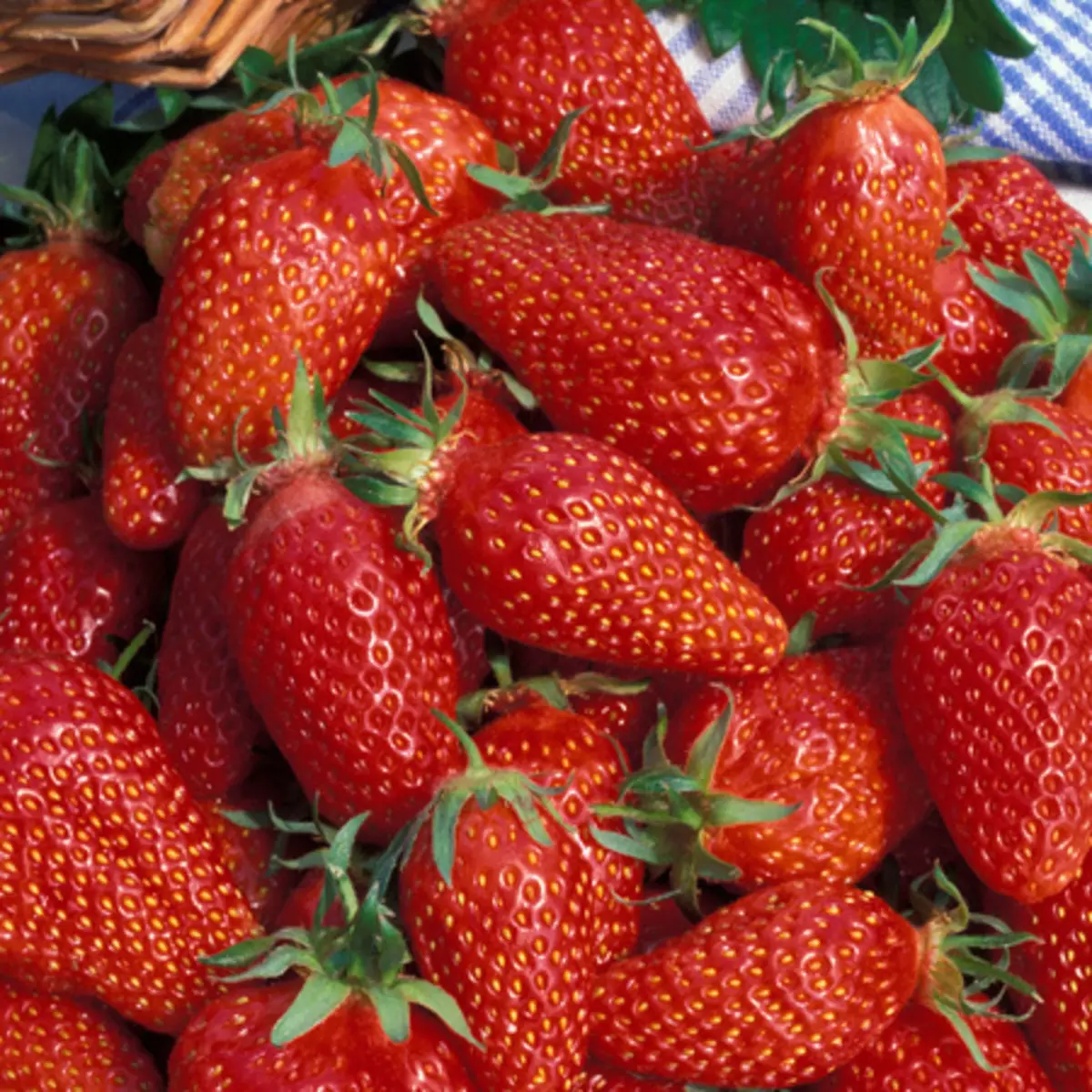 Amorodo. Como elixir unha fresa na tenda ou no mercado?