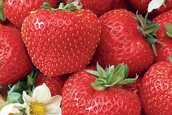 Maasikas. Kuidas valida maasika poes või turul?