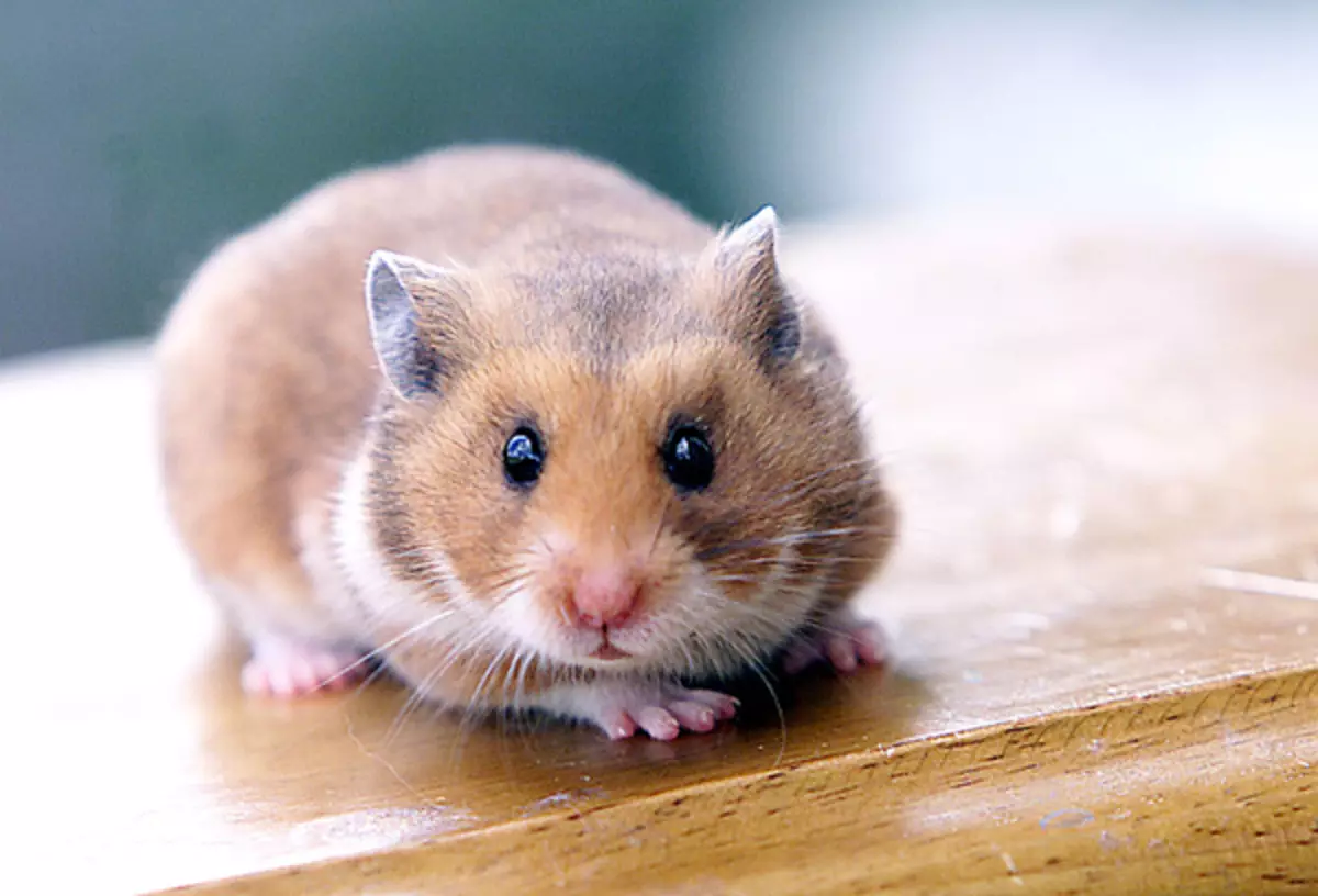 Maota mo se hamster: faʻafefea ona faia se fale mo se hamster ma ou lima?