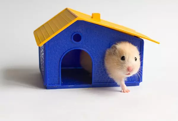 Houselọ maka hamster: esi mee ụlọ nke aka gị?