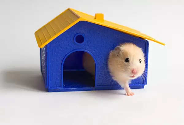 House for a hamster: how to make a house for a hamster with your own hands?