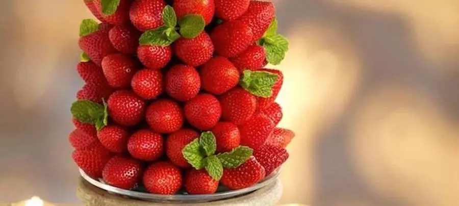 딸기와 조리법 : 딸기 나무