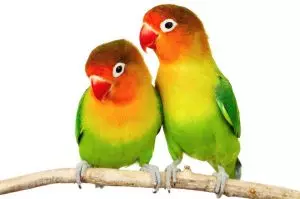 Hogyan hívjunk papagájt? A papagájok nevei fiúk és lányok