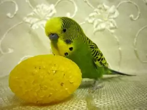 Si të telefononi një papagall? Emrat për parrots djemtë dhe vajzat
