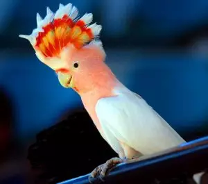 Bawo ni lati pe parrot? Awọn orukọ fun awọn ọmọdekunrin ati awọn ọmọbirin