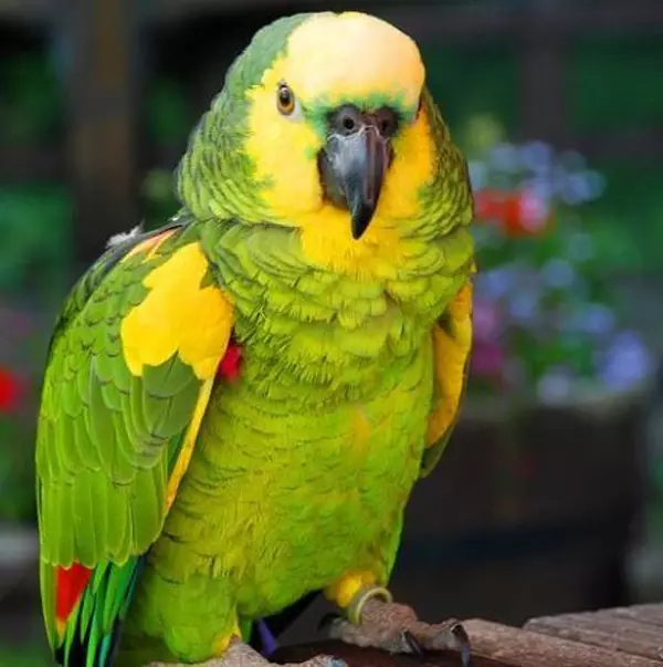 Jak zavolat papoušku? Jména pro papoušky a dívky