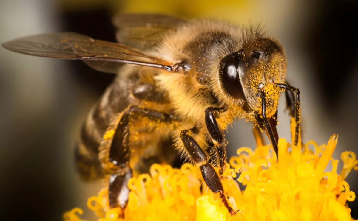 Stencils of Bees: Stencils bier for kutting, på veggen, vinduet, som en måte å dekorere på