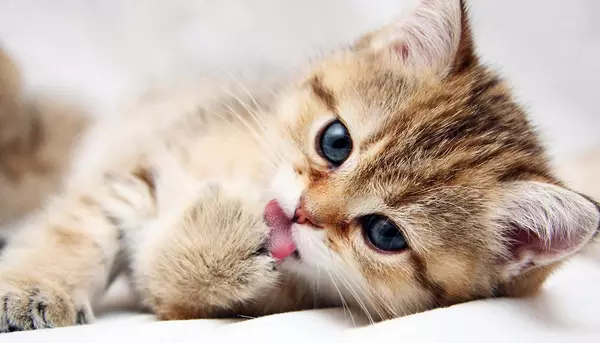 Pourquoi les chats ronchissent-ils? Faits intéressants sur les chats