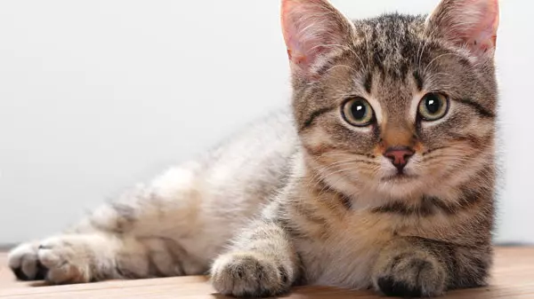 Kodėl katės purr? Įdomūs faktai apie kates