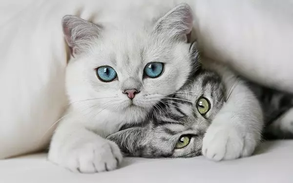 De ce pisicile purr? Fapte interesante despre pisici