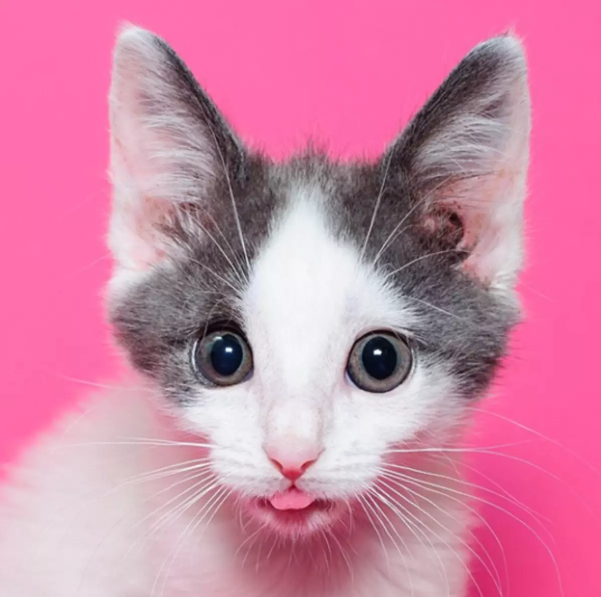 Kedi dili gösterir: komik kediler ve kediler
