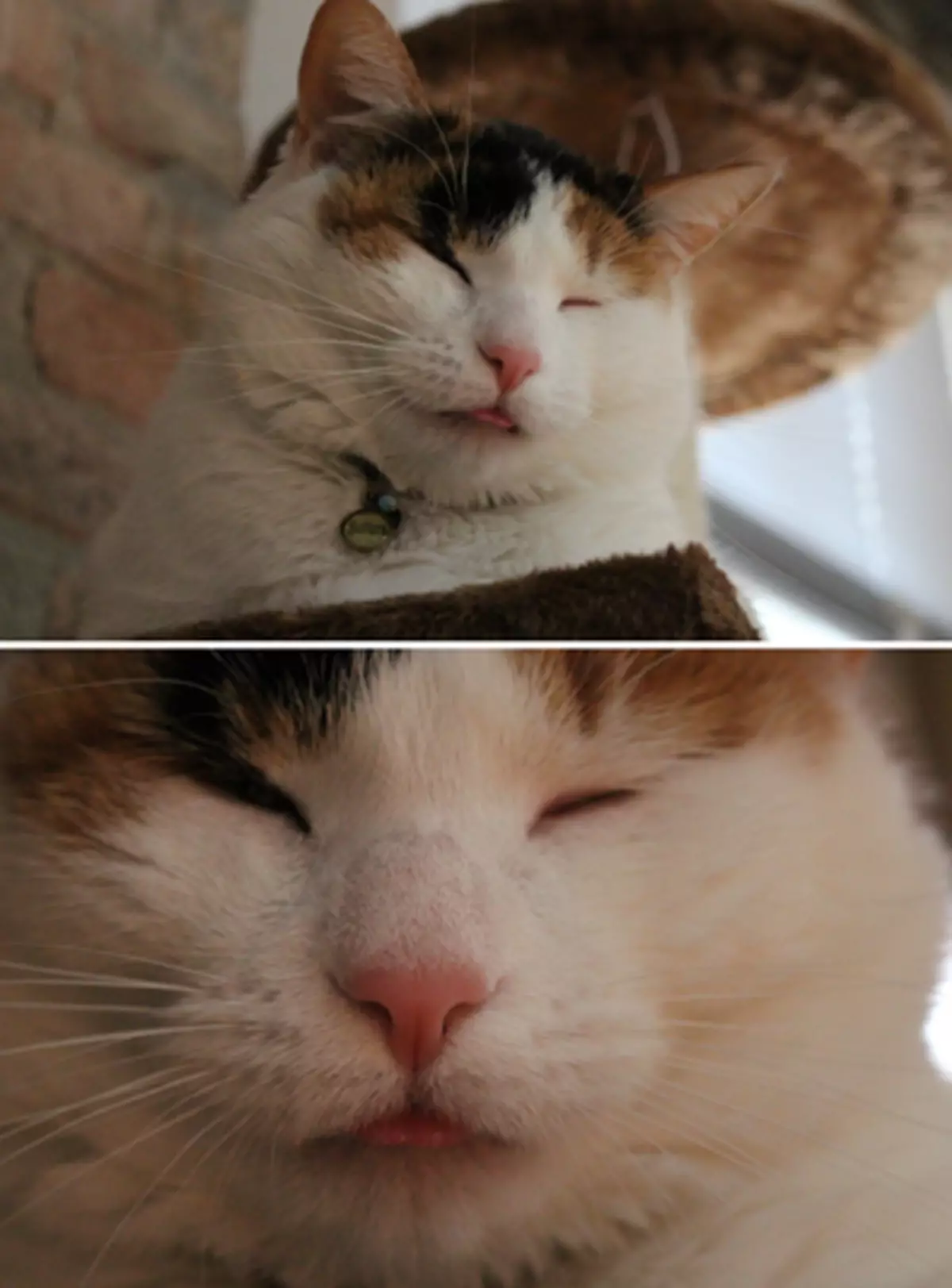 Kedi dili gösterir: komik kediler ve kediler