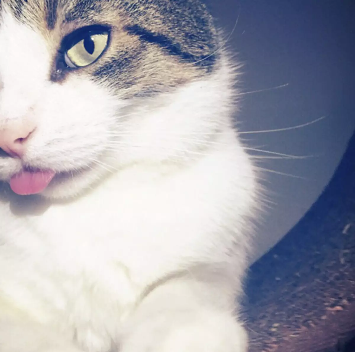 Мачка покажува јазик: смешни мачки и мачки