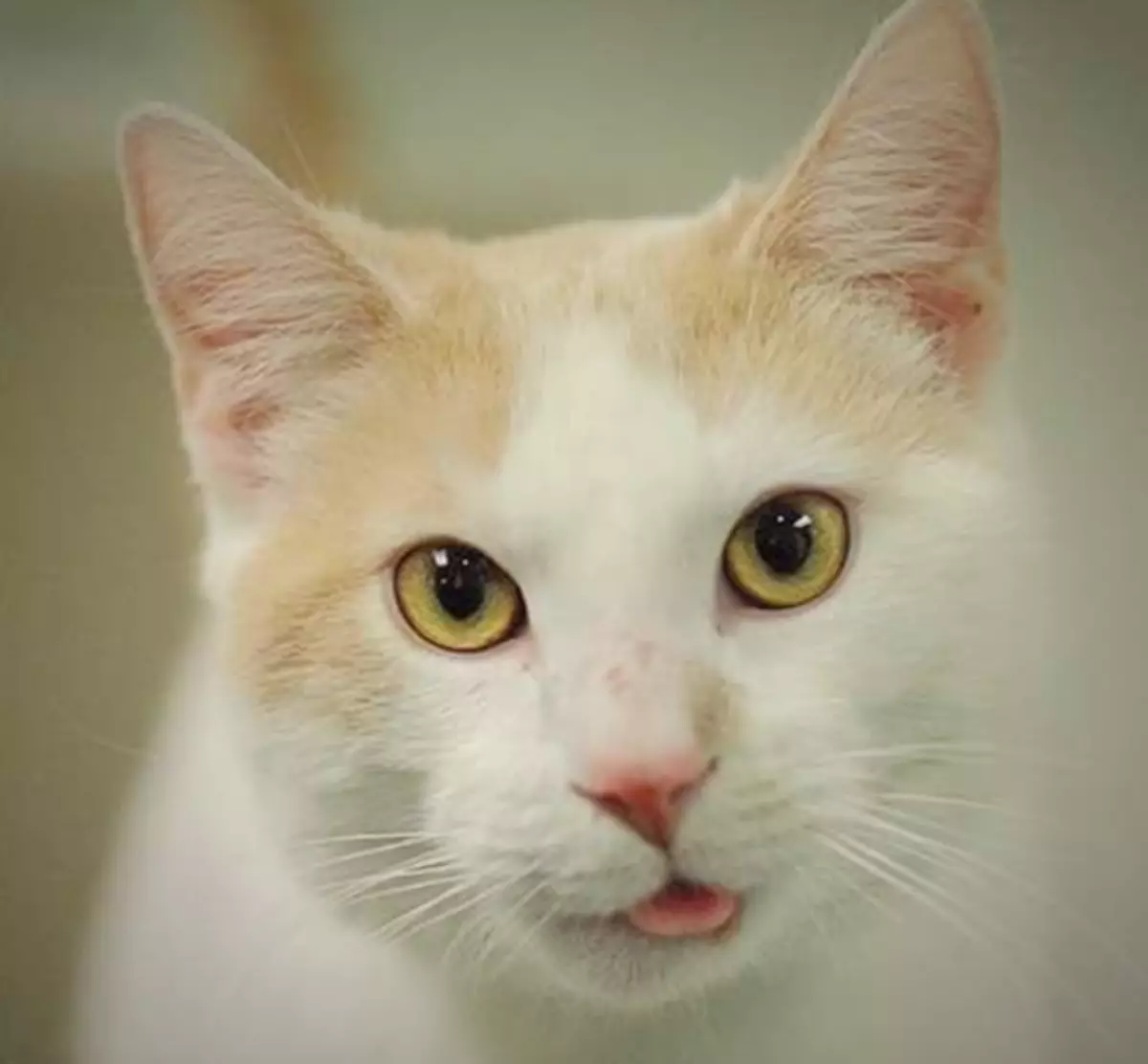 Mačka pokazuje jezik: smiješne mačke i mačke