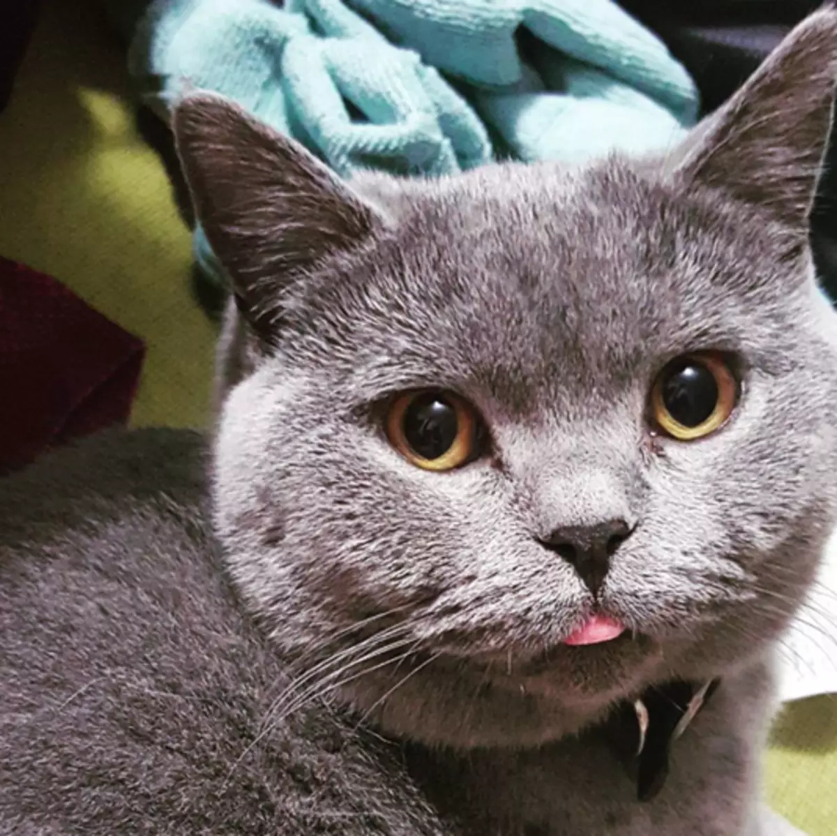 Kass näitab keelt: Naljakas kassid ja kassid