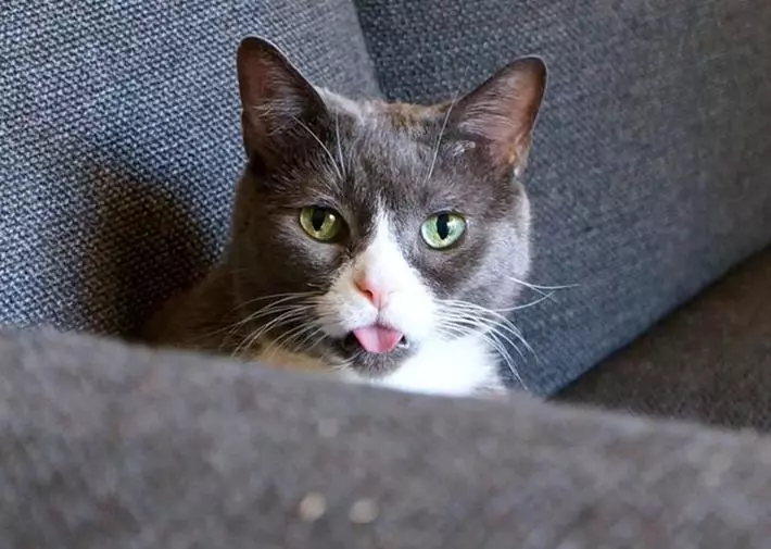 A macska nyelvet mutat: vicces macskák és macskák