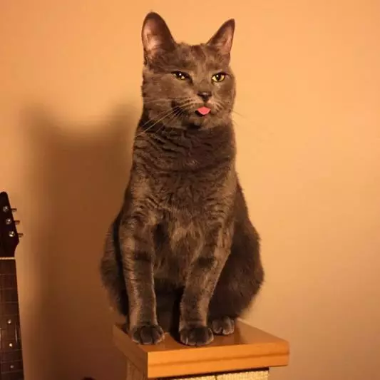 Gato muestra el lenguaje: gatos y gatos divertidos