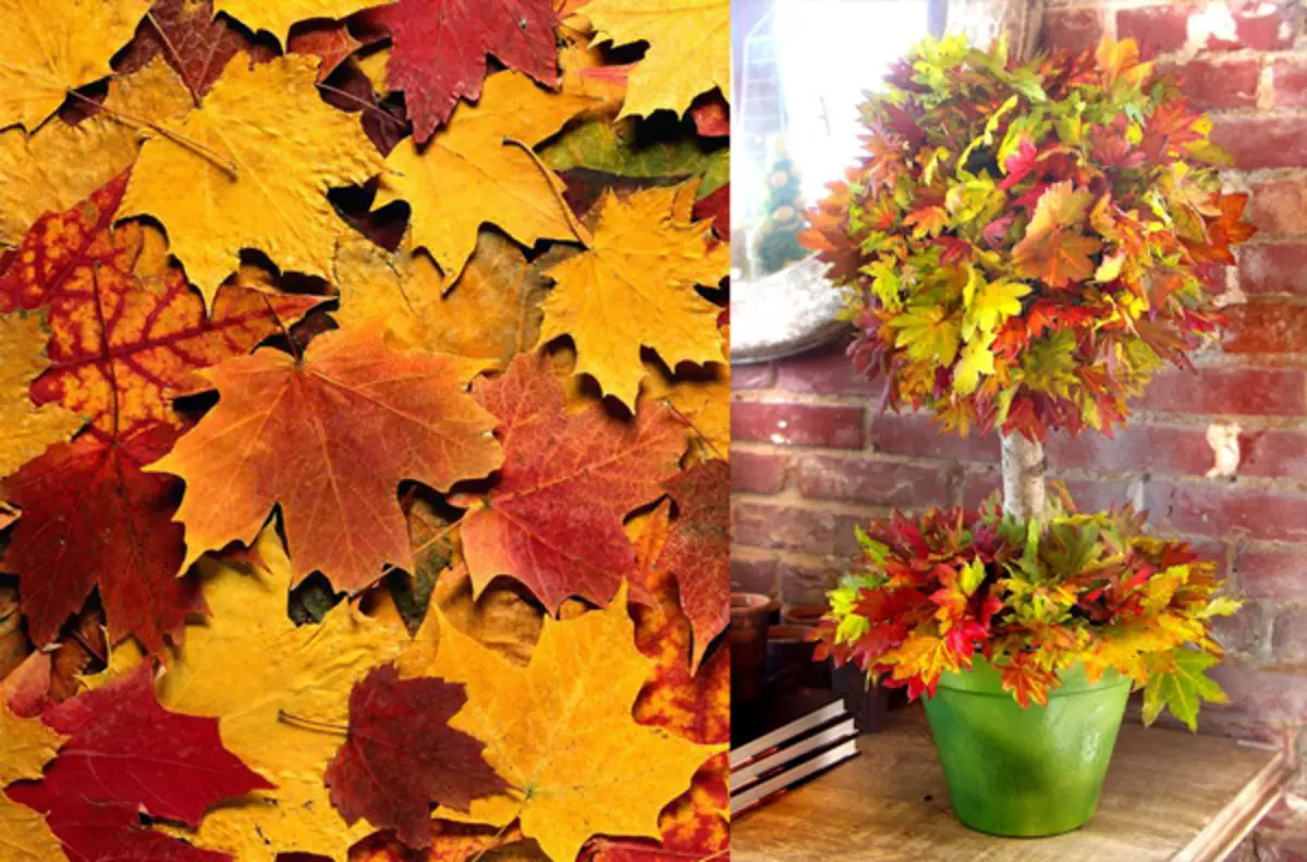 Topicia no rudens lapām: Topiary no rudens lapām ar savām rokām