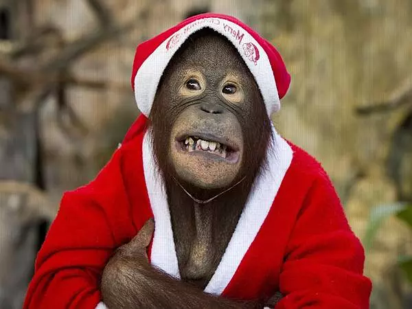 Monkey New Year. Monkey New Year 2016.