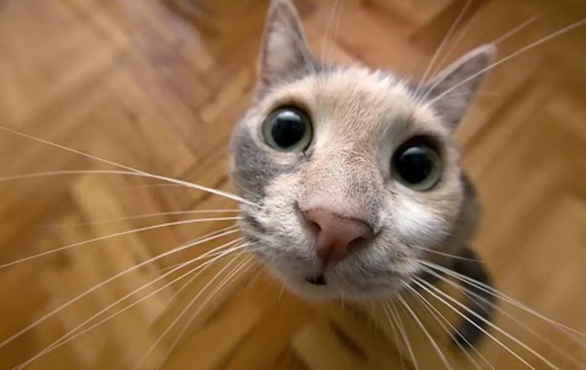 Grappige katten nei triennen: GIF-foto's dy't stimming oanmeitsje