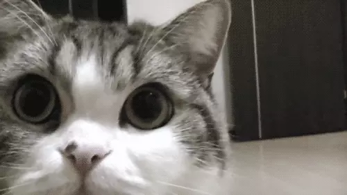 Grappige katten nei triennen: GIF-foto's dy't stimming oanmeitsje