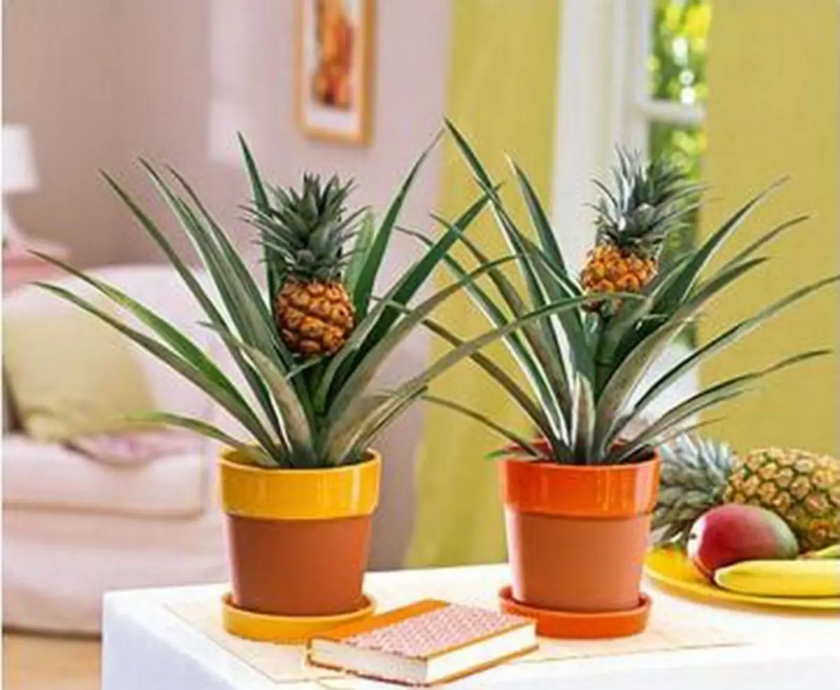 Hogyan nőjünk ananász? Hogyan növekszik az ananász otthon?