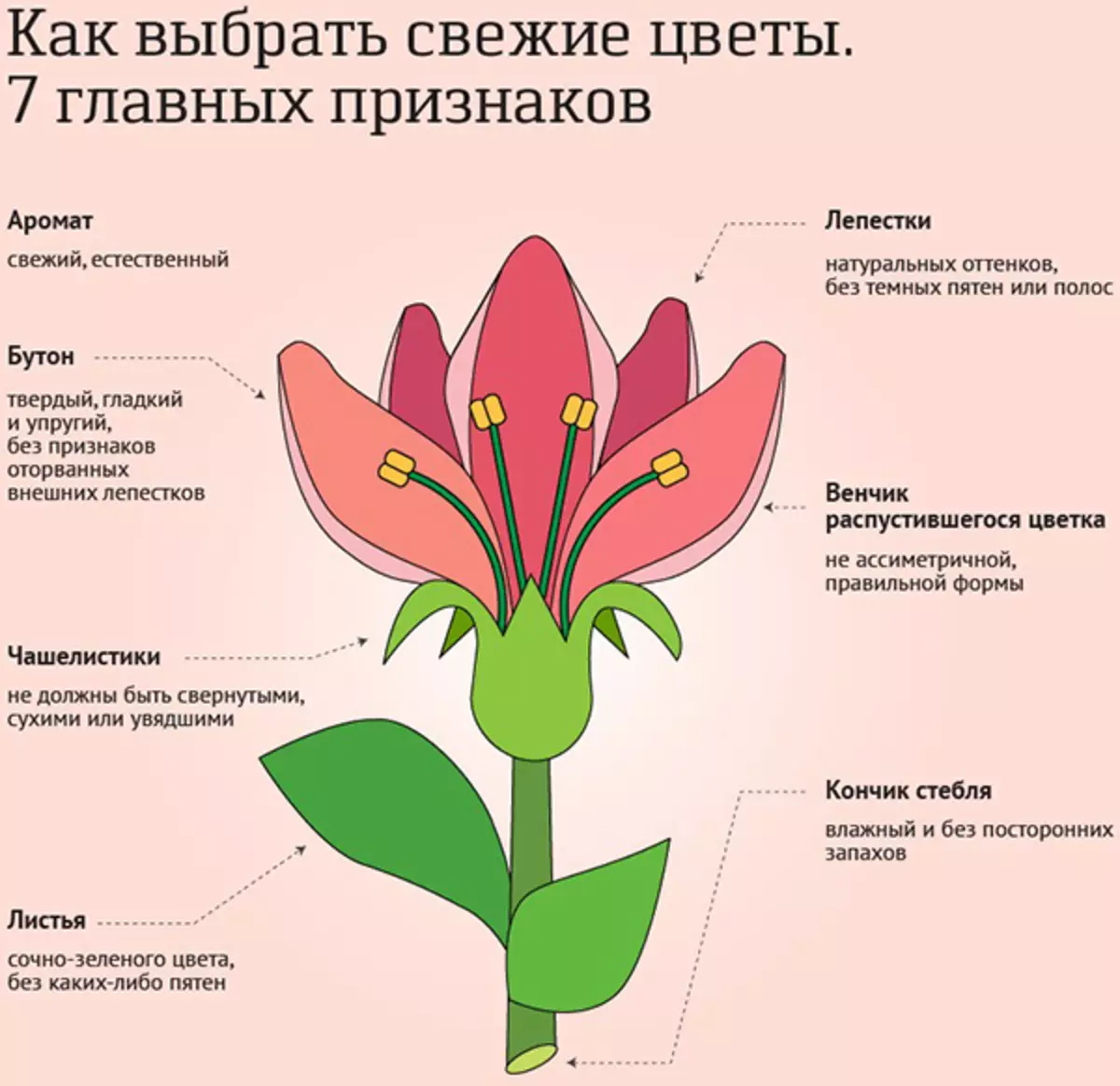 Milyen virágok adni: egy lány, feleség, anya, nagymama, barátnője és anya