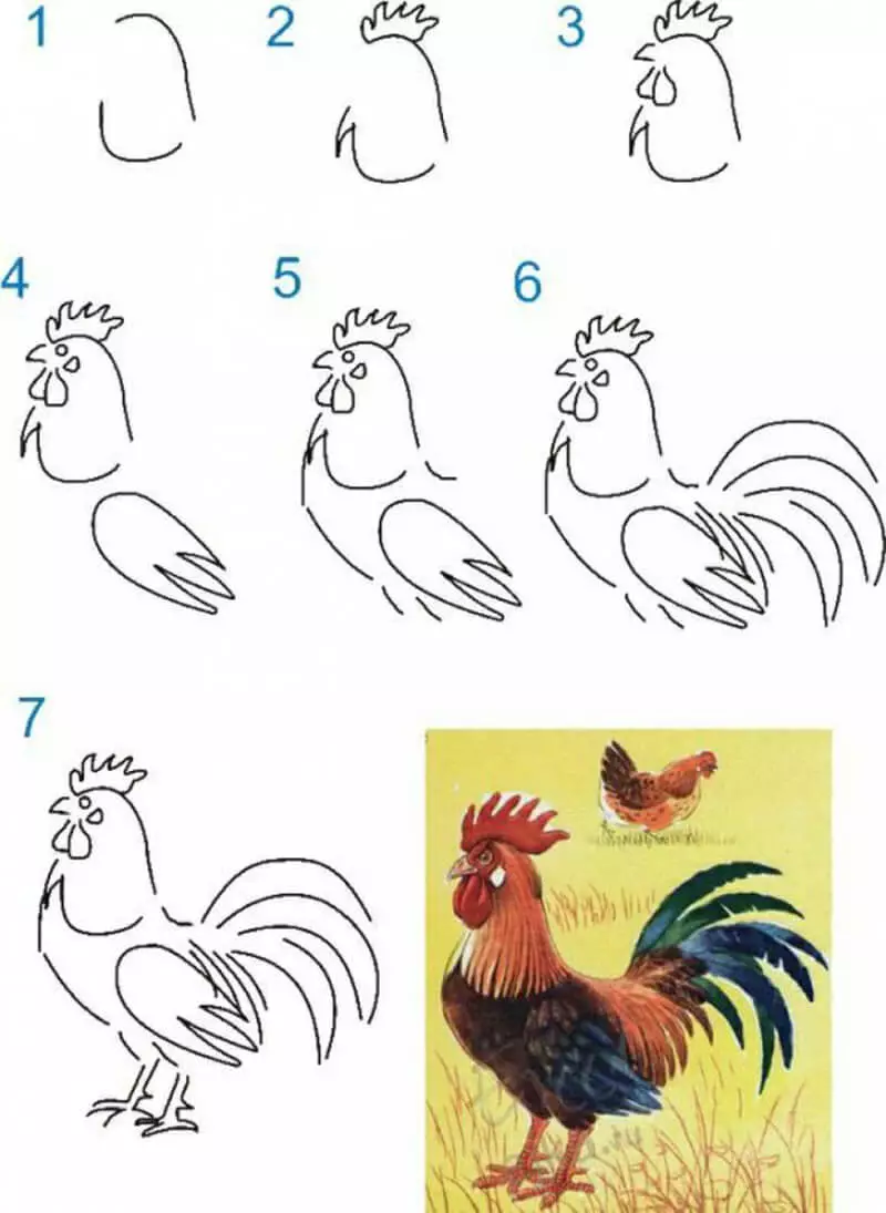 Cómo dibujar un lápiz de gallo phased: esquemas, lecciones de video