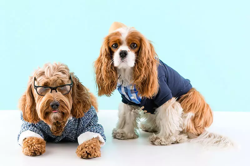 کتوں کے لئے کارنیول ملبوسات: تصاویر، کتوں کے لئے ملبوسات، کتے کا لباس خود ہی کرتے ہیں