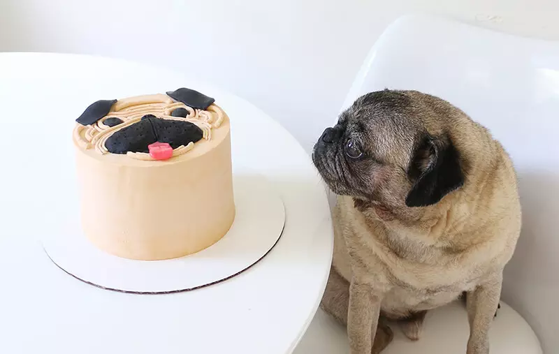 Cake dog do it yourself. New Year's Cake Dog 2018: photos, ideas and master classes 2216_1