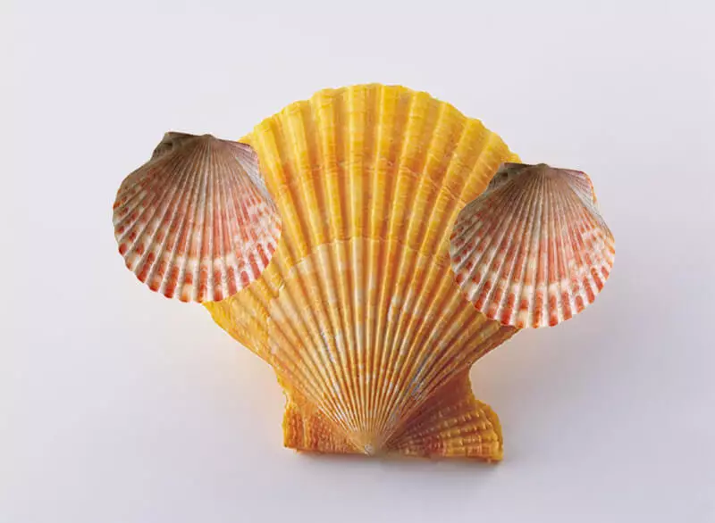 Seashells থেকে তার হাত দিয়ে ক্রিসমাস ট্রি টুপি কুকুর 2257_9
