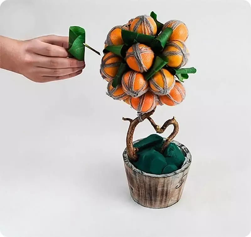 Pokok Mandarin dengan tangan mereka sendiri 2517_5