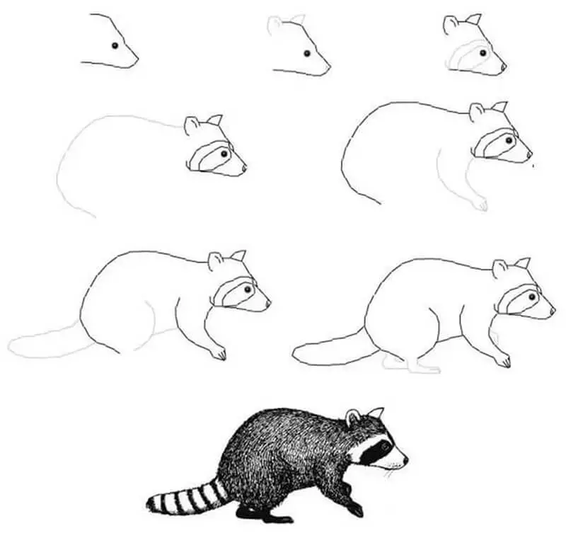 Hur man ritar tvättbjörn? Hur man ritar ett raccoonfasat barn med en penna? 3212_13