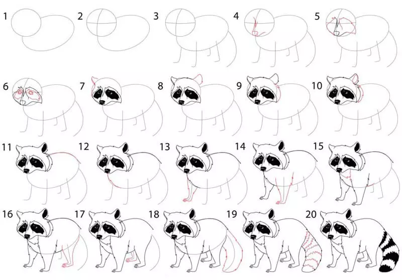 Hur man ritar tvättbjörn? Hur man ritar ett raccoonfasat barn med en penna? 3212_16