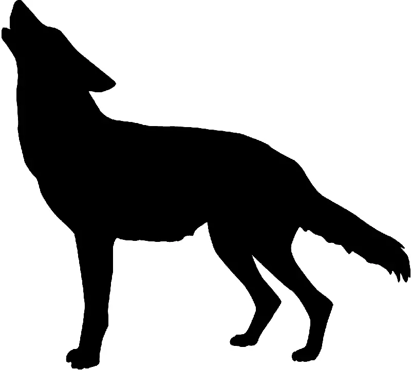 Hogyan kell felhívni a róka egy farkas napnyugtakor? 411_18