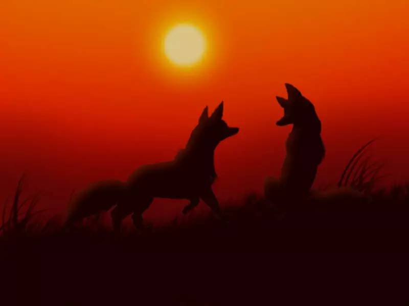 Hogyan kell felhívni a róka egy farkas napnyugtakor? 411_2