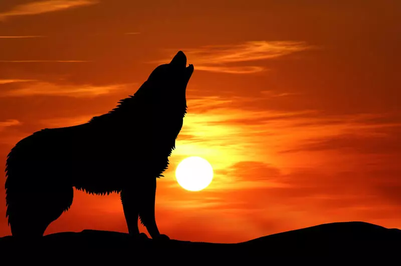 Hogyan kell felhívni a róka egy farkas napnyugtakor? 411_7