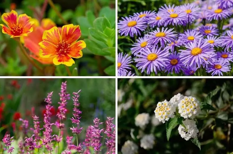Sausti izturīgi augi: 50 skaistākās krāsas sugas, kas izrotīs jūsu dārzu. 1. daļa