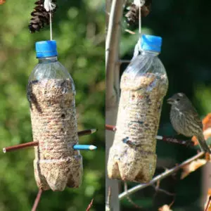 Feeder for birds with his own hands. How to make a feeder for birds?