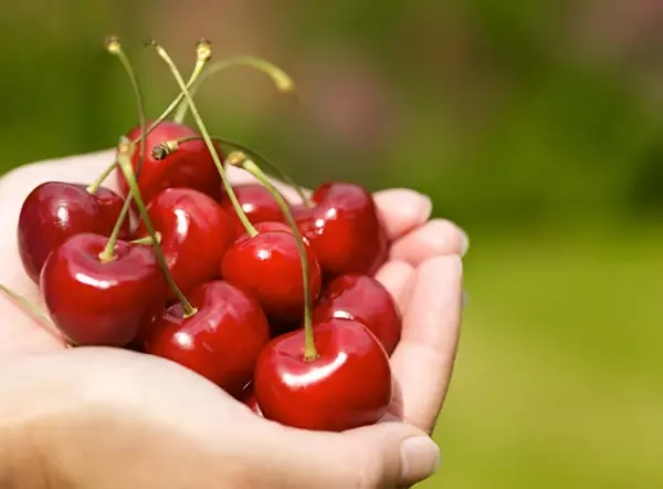 Kaip pasirinkti vyšnių: vyšnių naudojimą ir žalą
