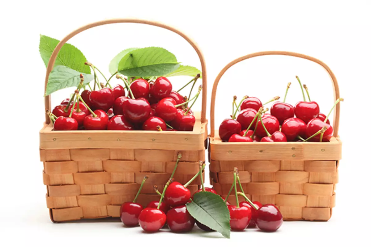 Kaip pasirinkti vyšnių: vyšnių naudojimą ir žalą