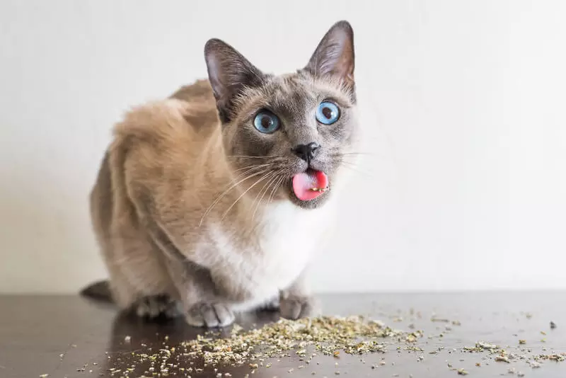 Kucing dan kucing mint: 10 foto paling lucu 704_1