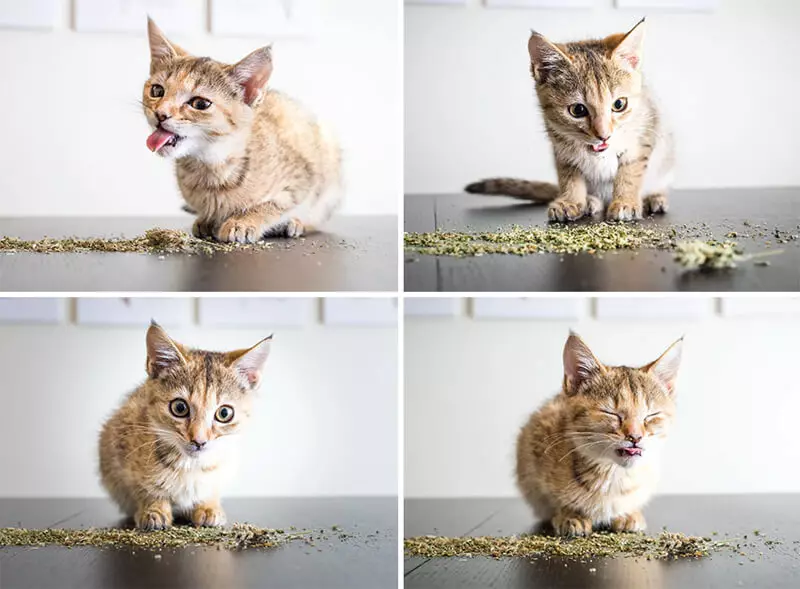 Kassid ja Cat Mint: 10 kõige naljakamad fotod 704_2