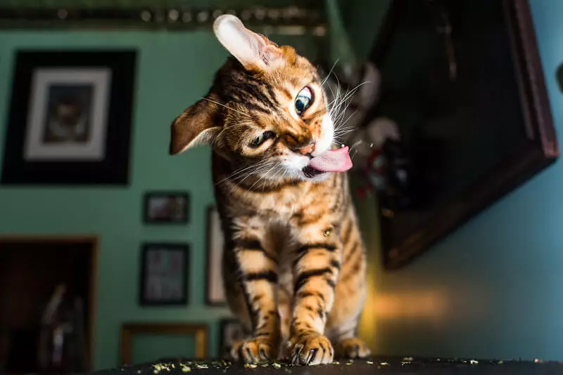 Katten en Cat Mint: 10 meest grappige foto's 704_4