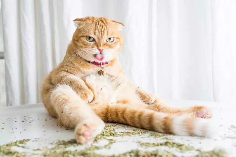 Katte og Cat Mint: 10 mest sjove billeder 704_6